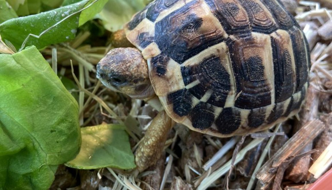 Home - Tortoises 4 You . Shop