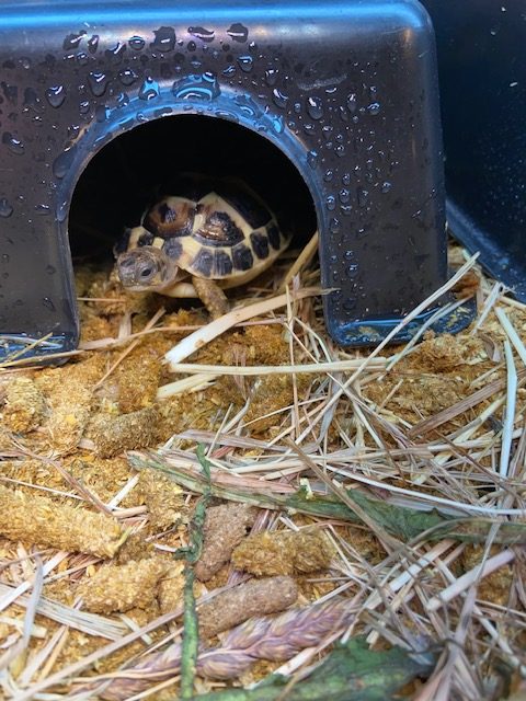 Home - Tortoises 4 You . Shop