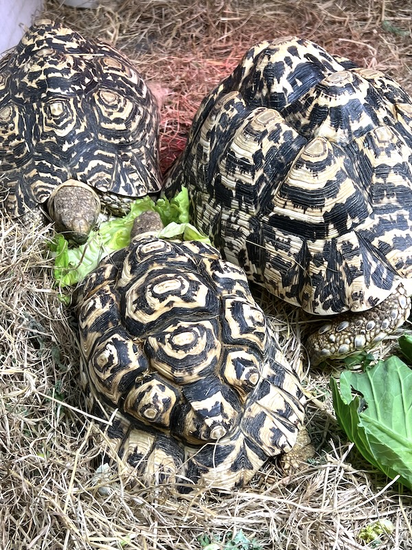 Home - Tortoises 4 You . Shop